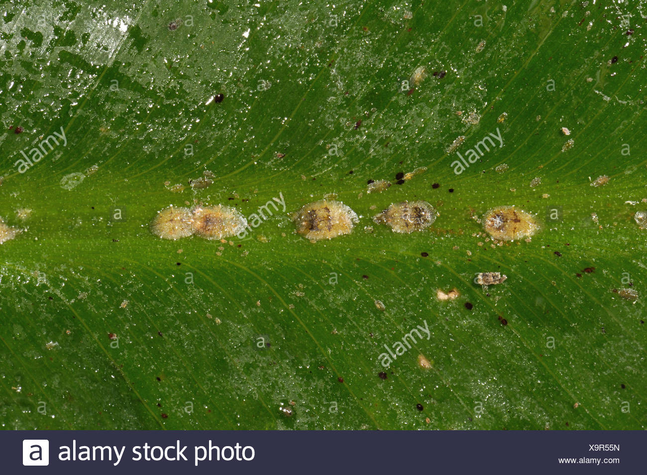 Brown Scale High Resolution Stock Photography and Images - Alamy