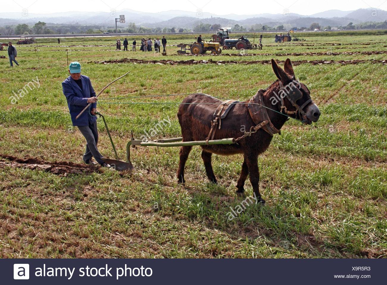 Ploughing Donkey Stock Photos & Ploughing Donkey Stock Images - Alamy