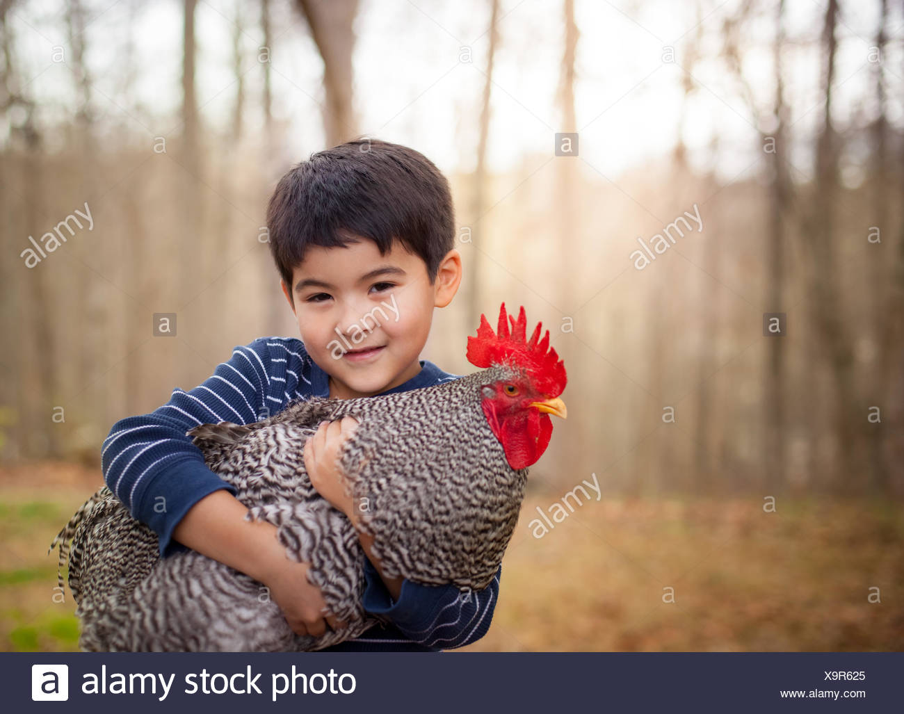 Real Rooster High Resolution Stock Photography and Images - Alamy