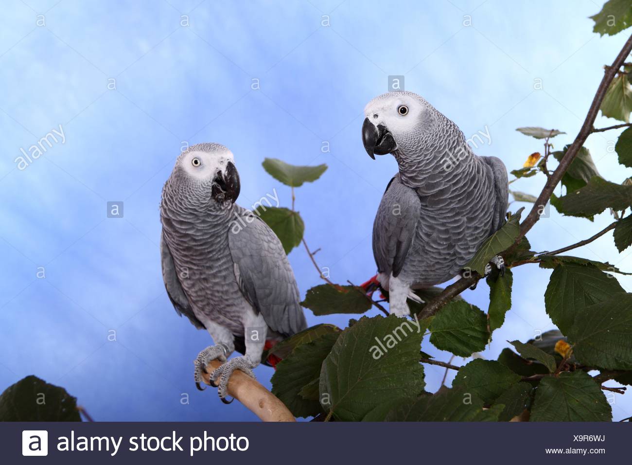 Blue Grey Bird High Resolution Stock Photography and Images - Alamy