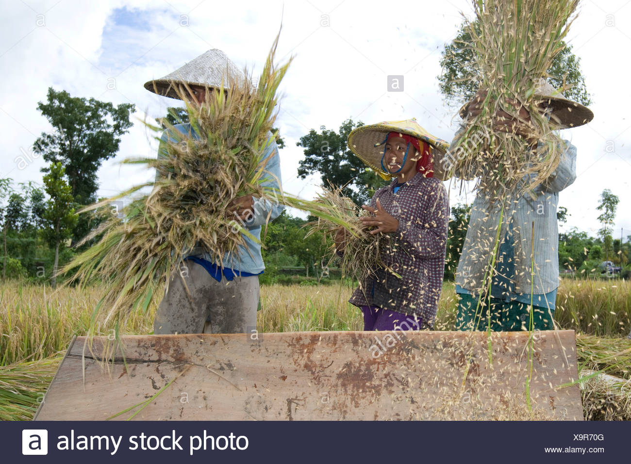 Threshing Floor High Resolution Stock Photography and Images - Alamy