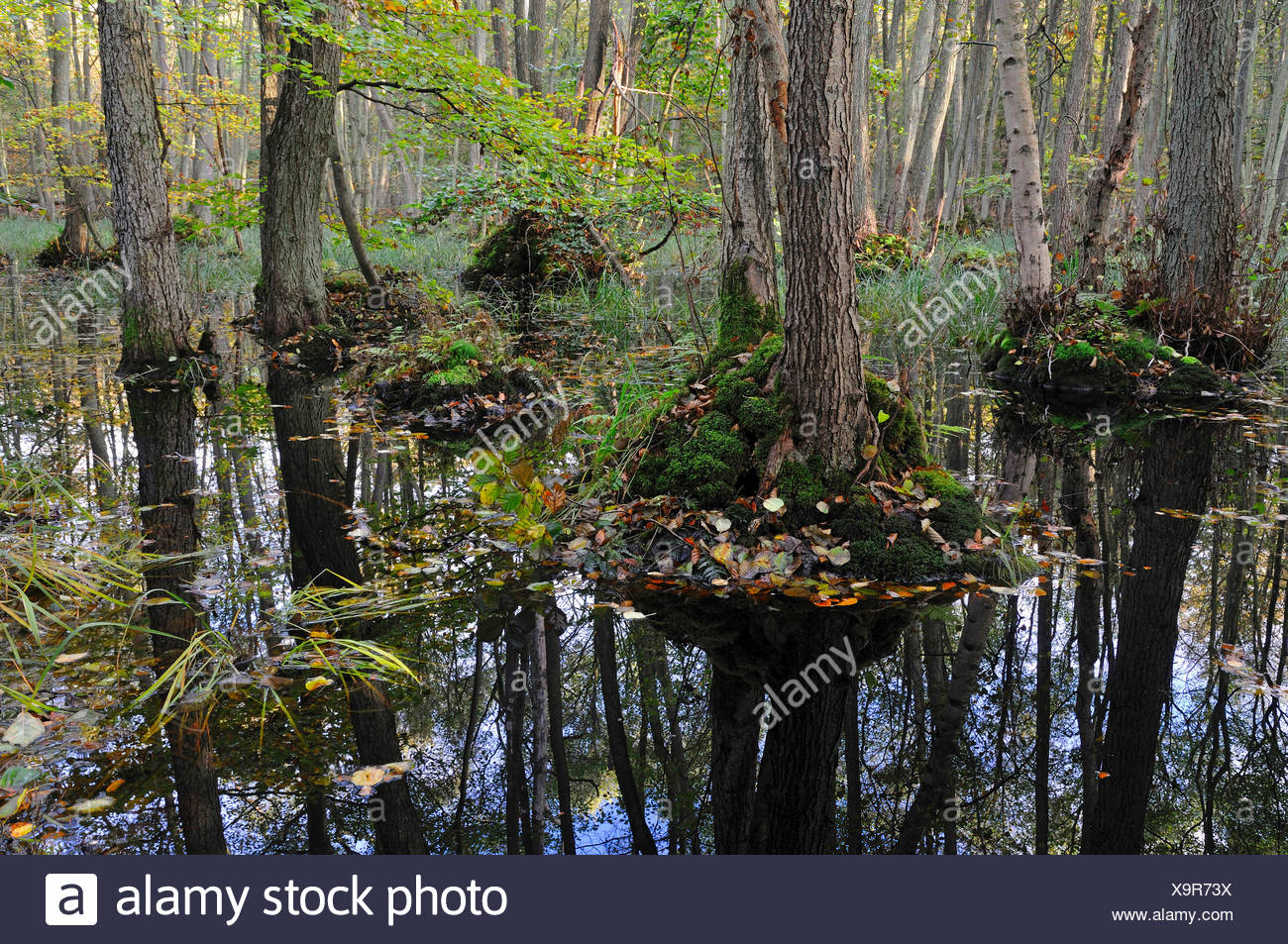 Black Alder Swamp Forest High Resolution Stock Photography and Images ...