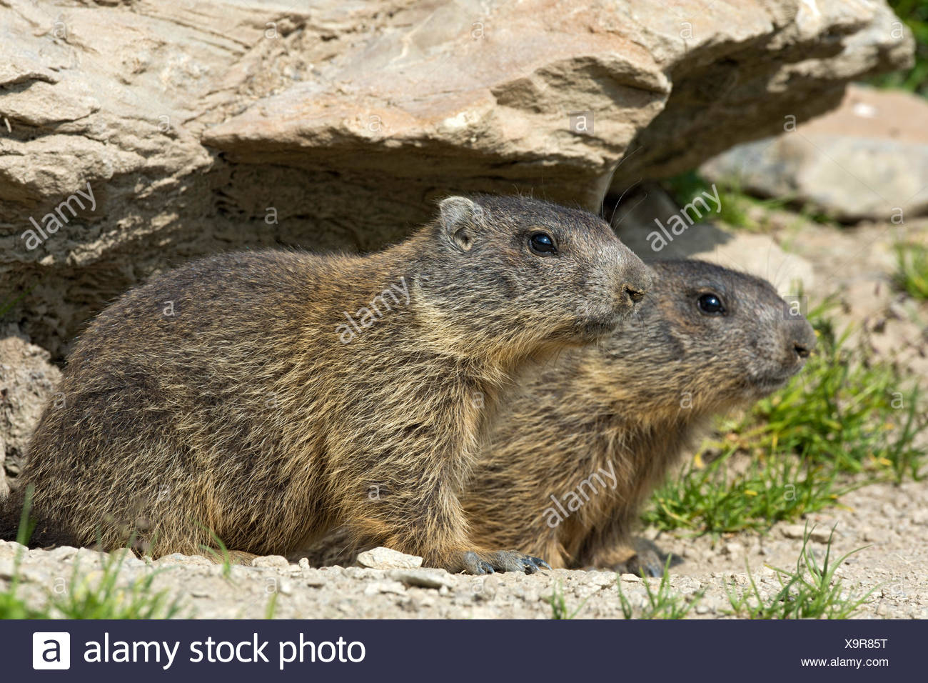 Marmots Switzerland Stock Photos & Marmots Switzerland Stock Images - Alamy
