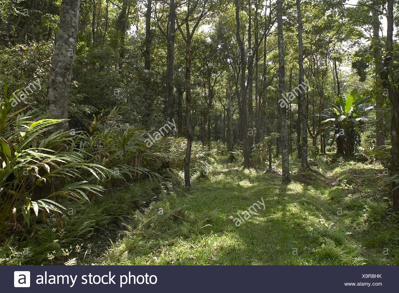 Coorg Coffee Plantation High Resolution Stock Photography and Images ...