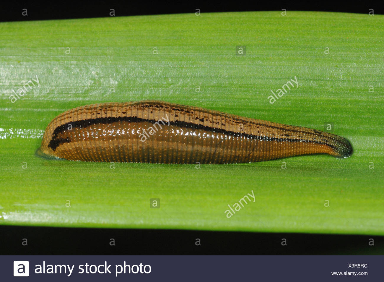 Segmented Worms High Resolution Stock Photography and Images - Alamy