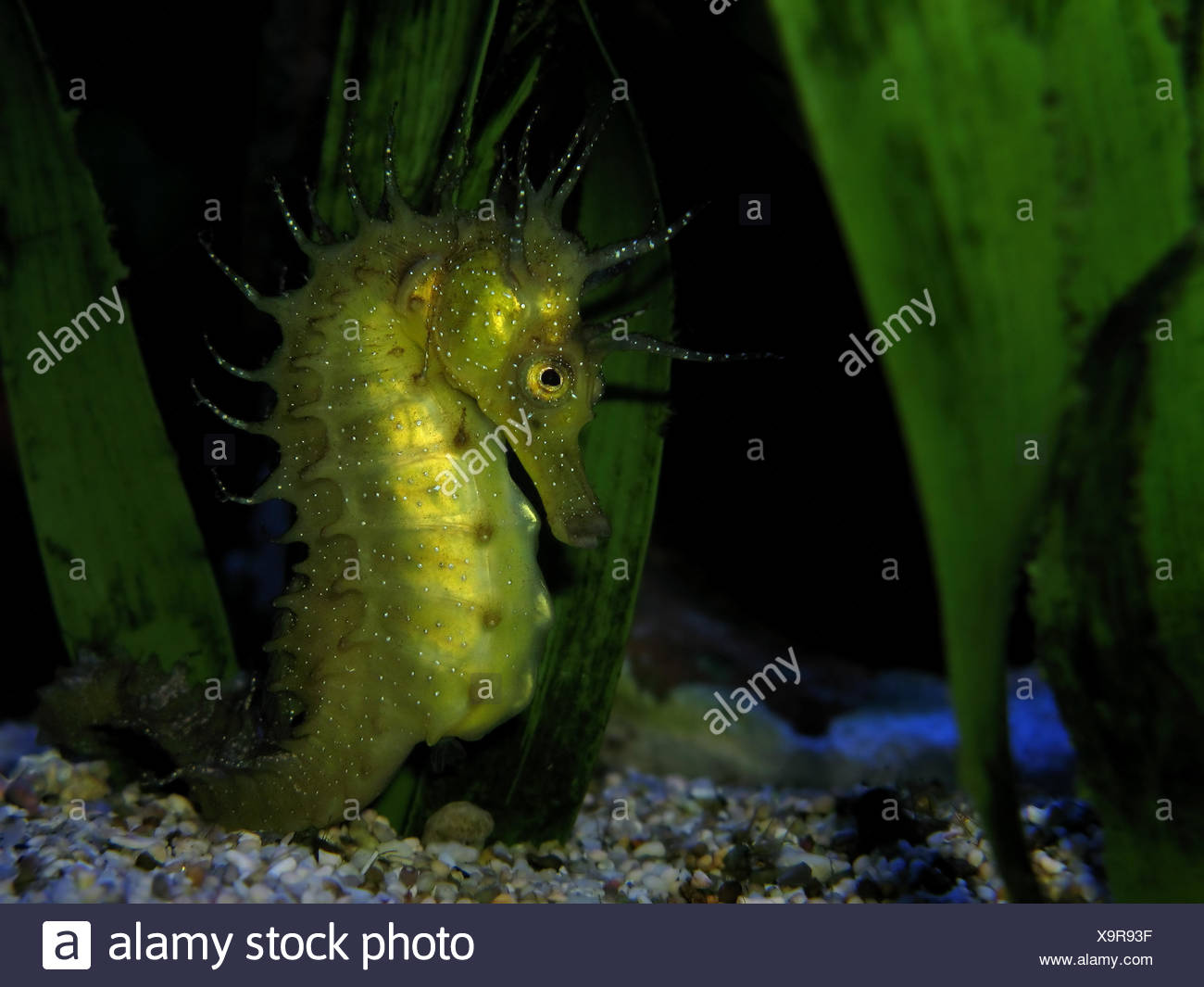 N.e.r.d High Resolution Stock Photography and Images - Alamy