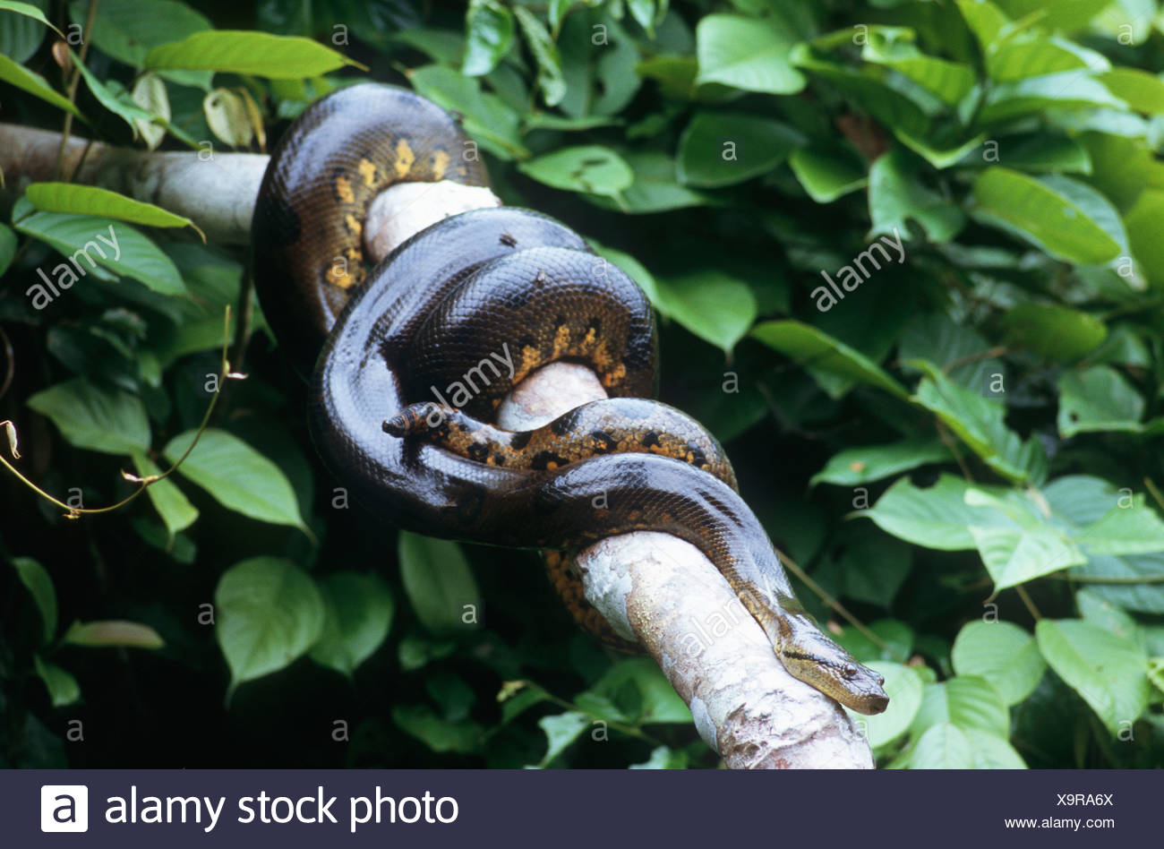 Boa Constrictor Mouth High Resolution Stock Photography and Images - Alamy