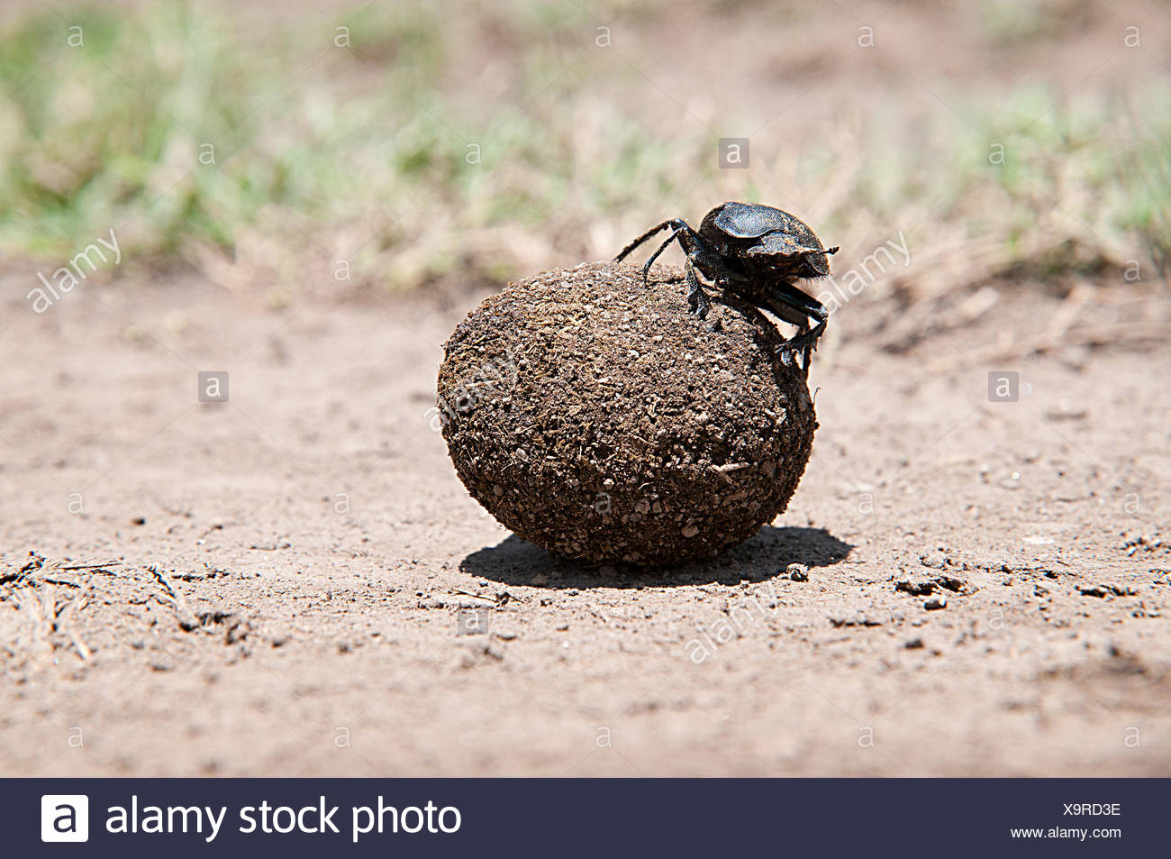 Rolling Dung Ball High Resolution Stock Photography and Images - Alamy