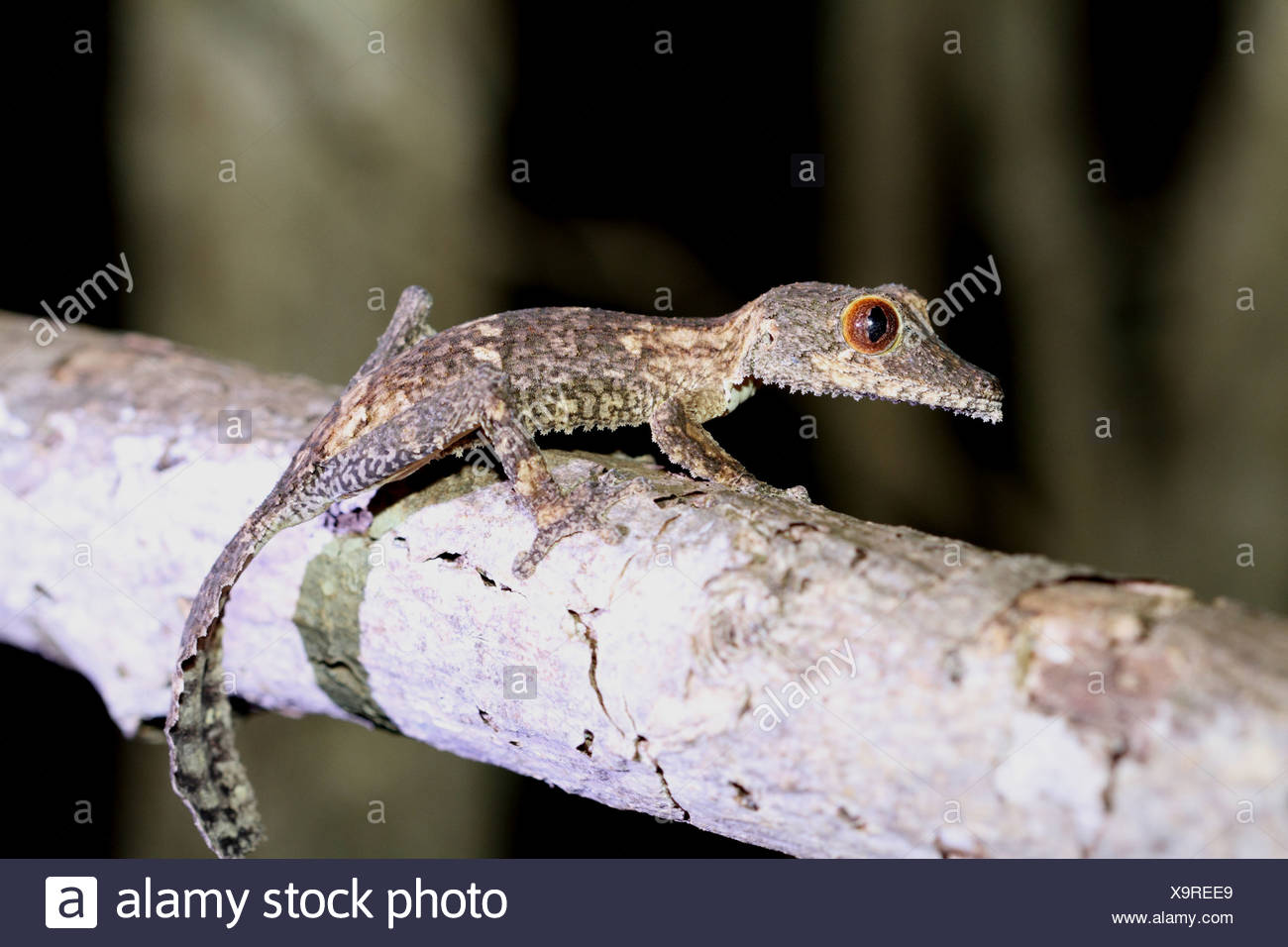 African Forest Gecko High Resolution Stock Photography and Images - Alamy