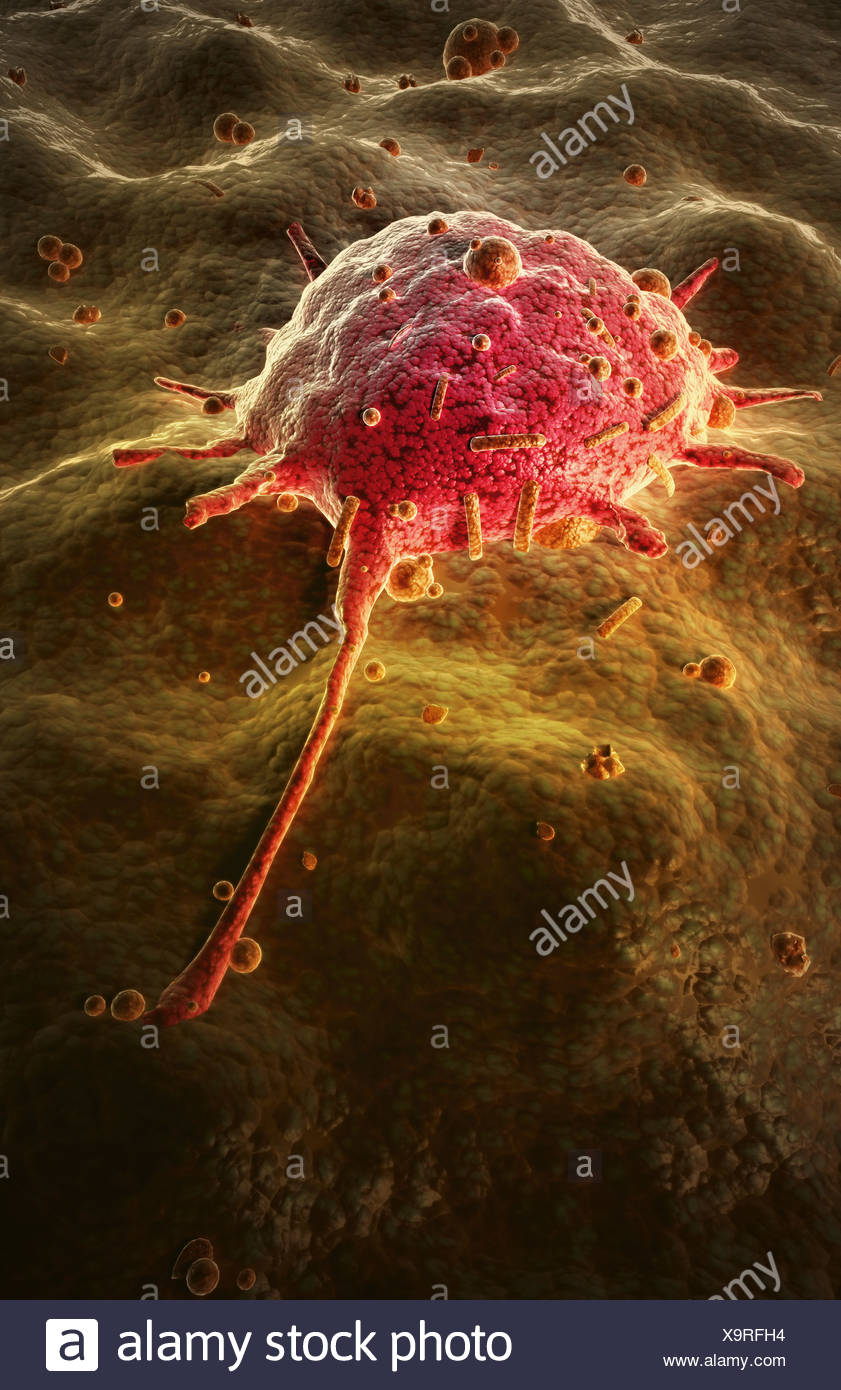 Macrophage High Resolution Stock Photography and Images - Alamy