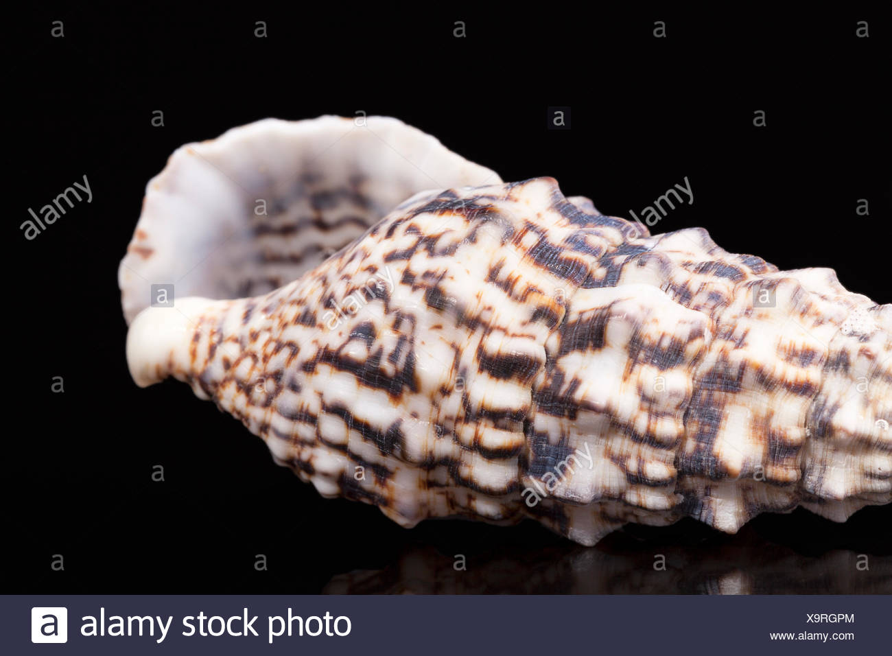 Auger Snail High Resolution Stock Photography and Images - Alamy