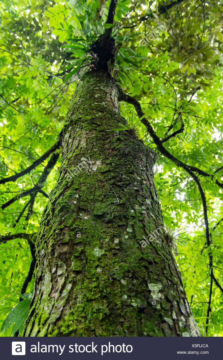 Cedrela Odorata Stock Photos & Cedrela Odorata Stock Images - Alamy