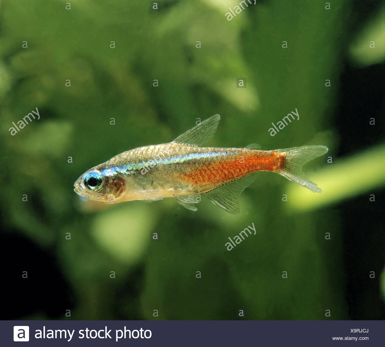 Hyphessobrycon Innesi High Resolution Stock Photography and Images - Alamy