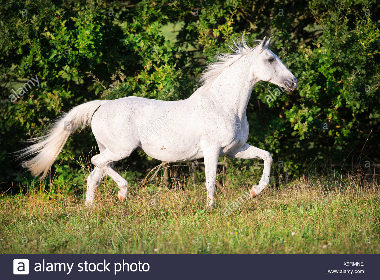 Anglo Arab High Resolution Stock Photography and Images - Alamy
