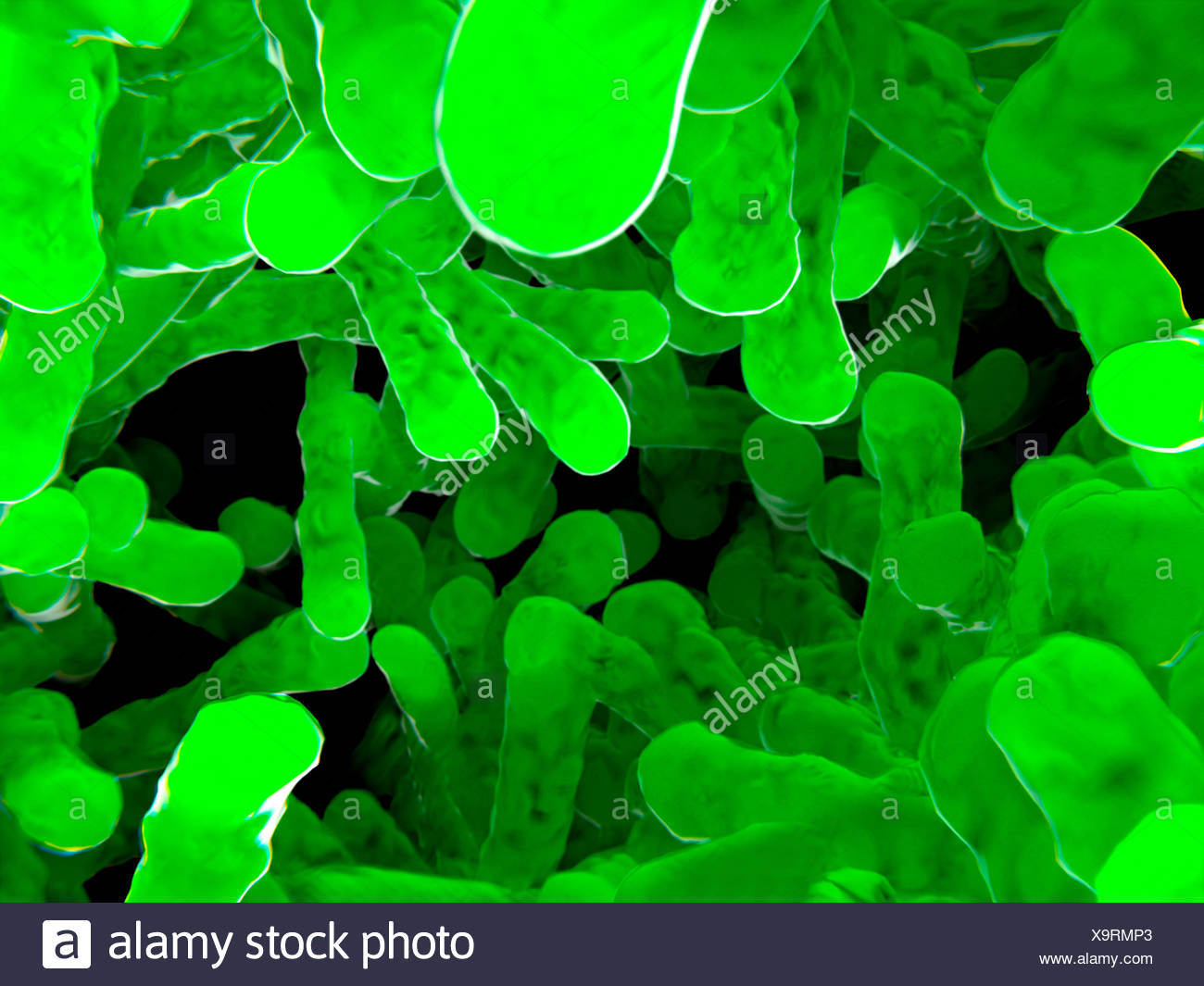 Prokaryotic Microorganisms High Resolution Stock Photography and Images ...