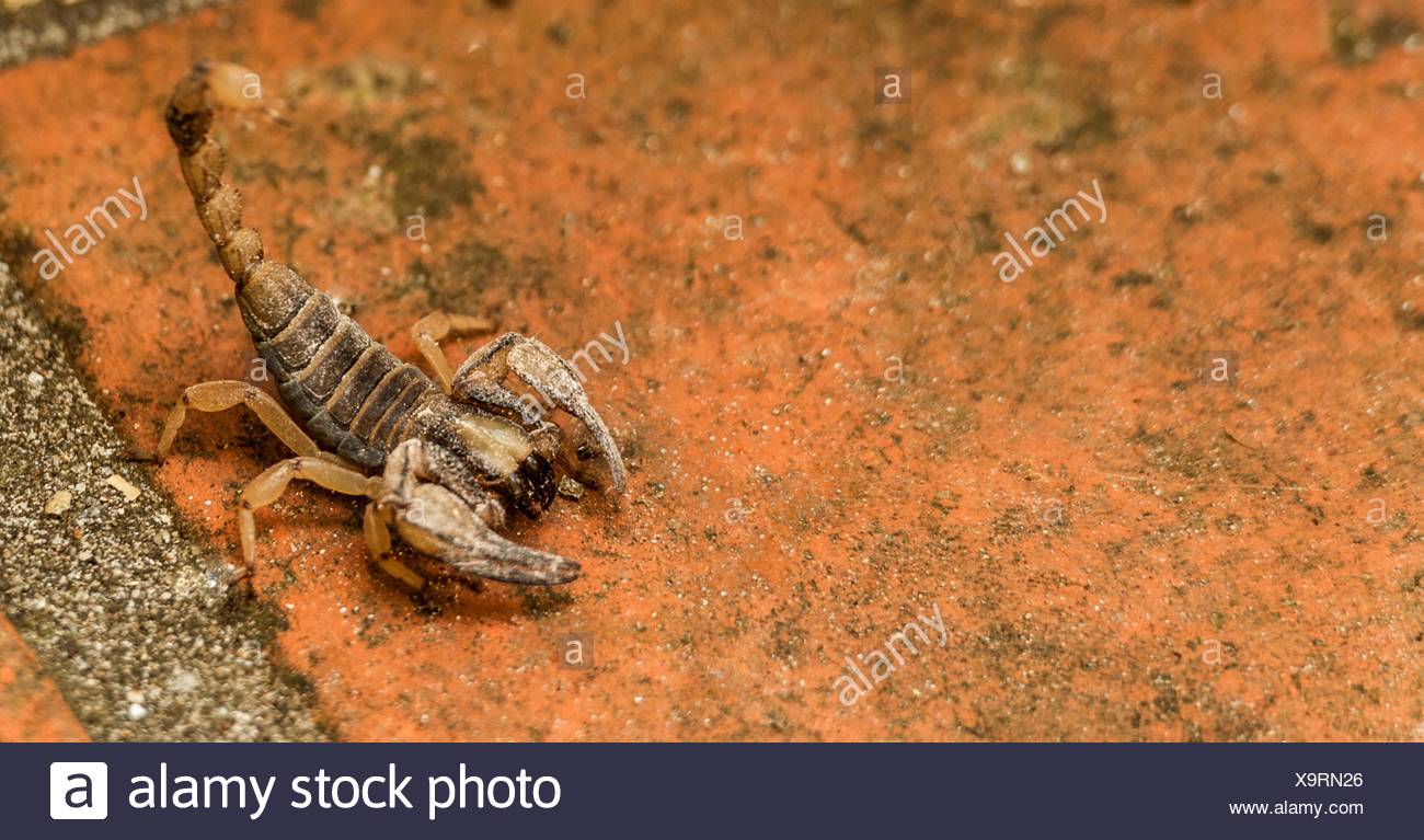 Scorpion Attack Stock Photos & Scorpion Attack Stock Images - Alamy