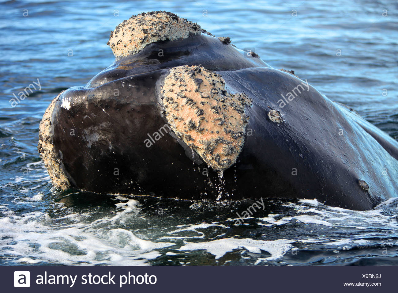 Balaena Glacialis Australis Stock Photos & Balaena Glacialis Australis ...