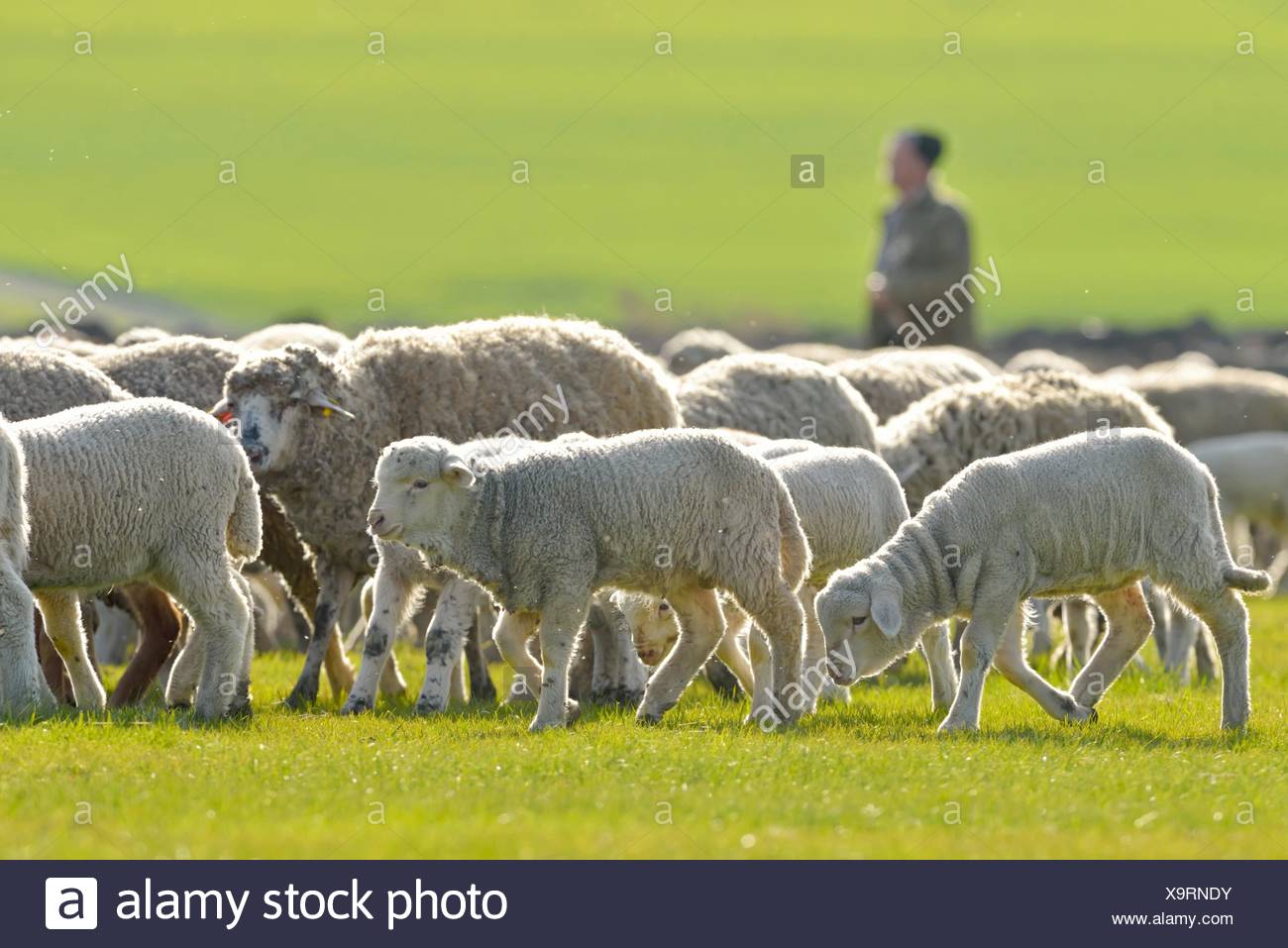 Shepherd Leading His Flock Stock Photos & Shepherd Leading His Flock ...