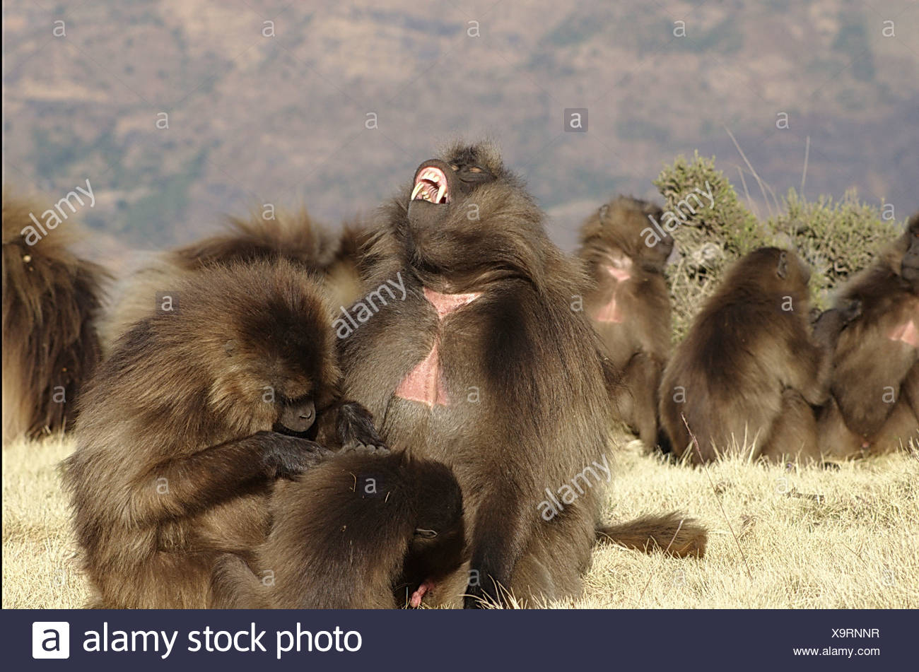 Chest Patch High Resolution Stock Photography and Images - Alamy