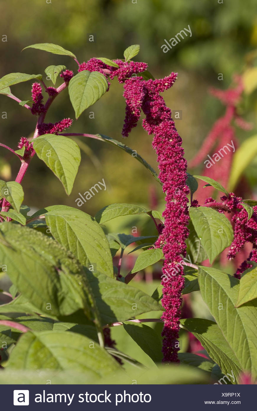 Amaranth Love Lies Bleeding High Resolution Stock Photography and ...
