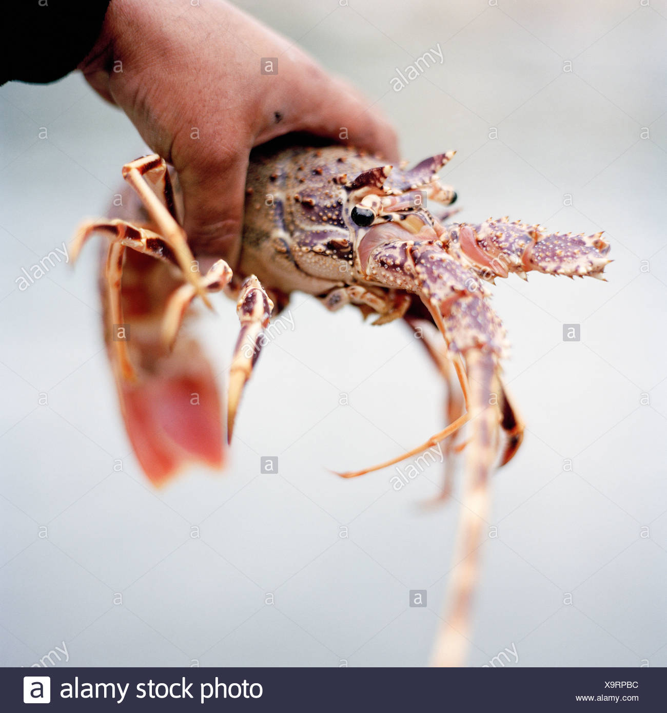 Holding Lobster High Resolution Stock Photography and Images - Alamy