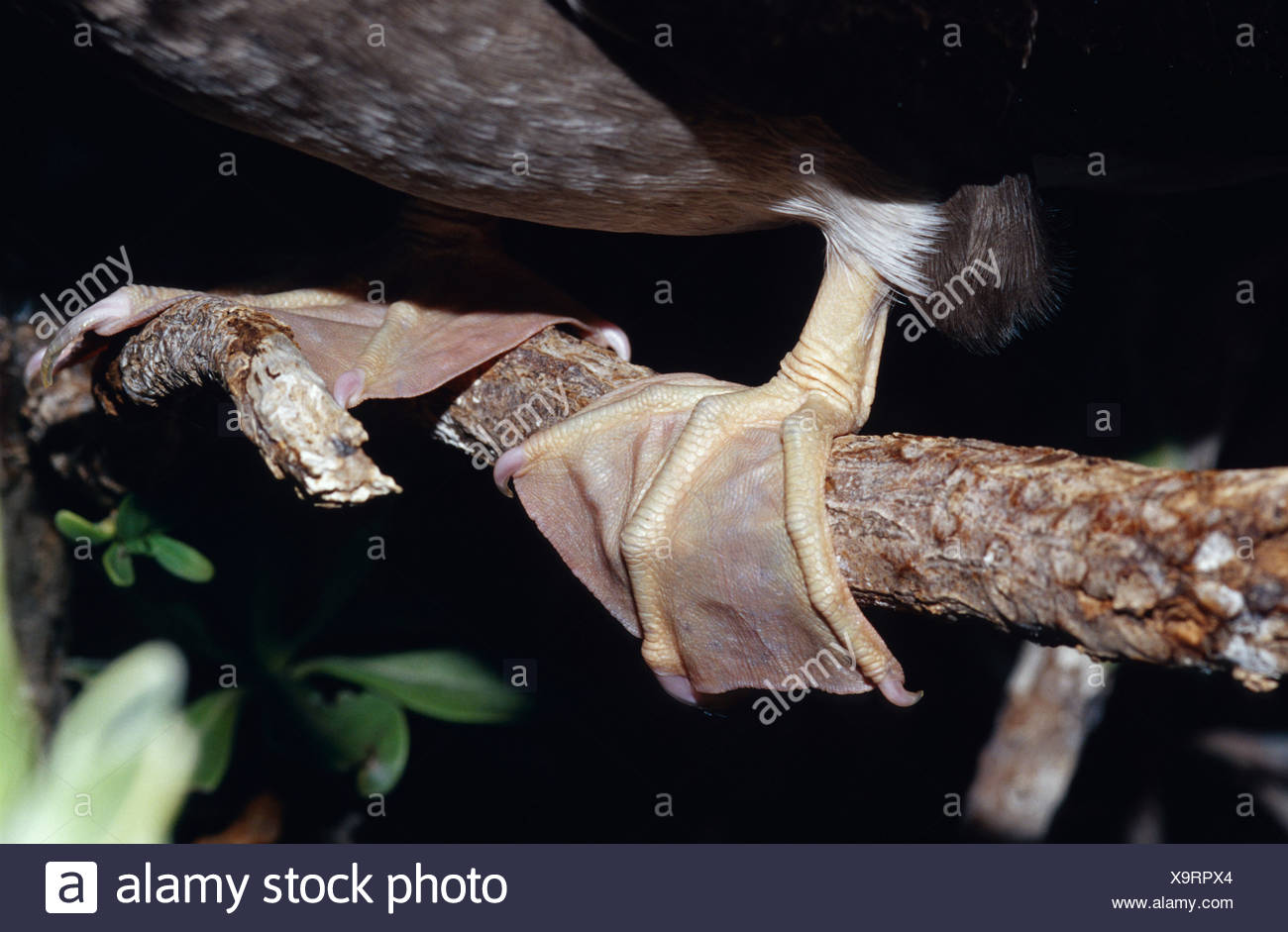 Webbed Bird Feet High Resolution Stock Photography and Images - Alamy