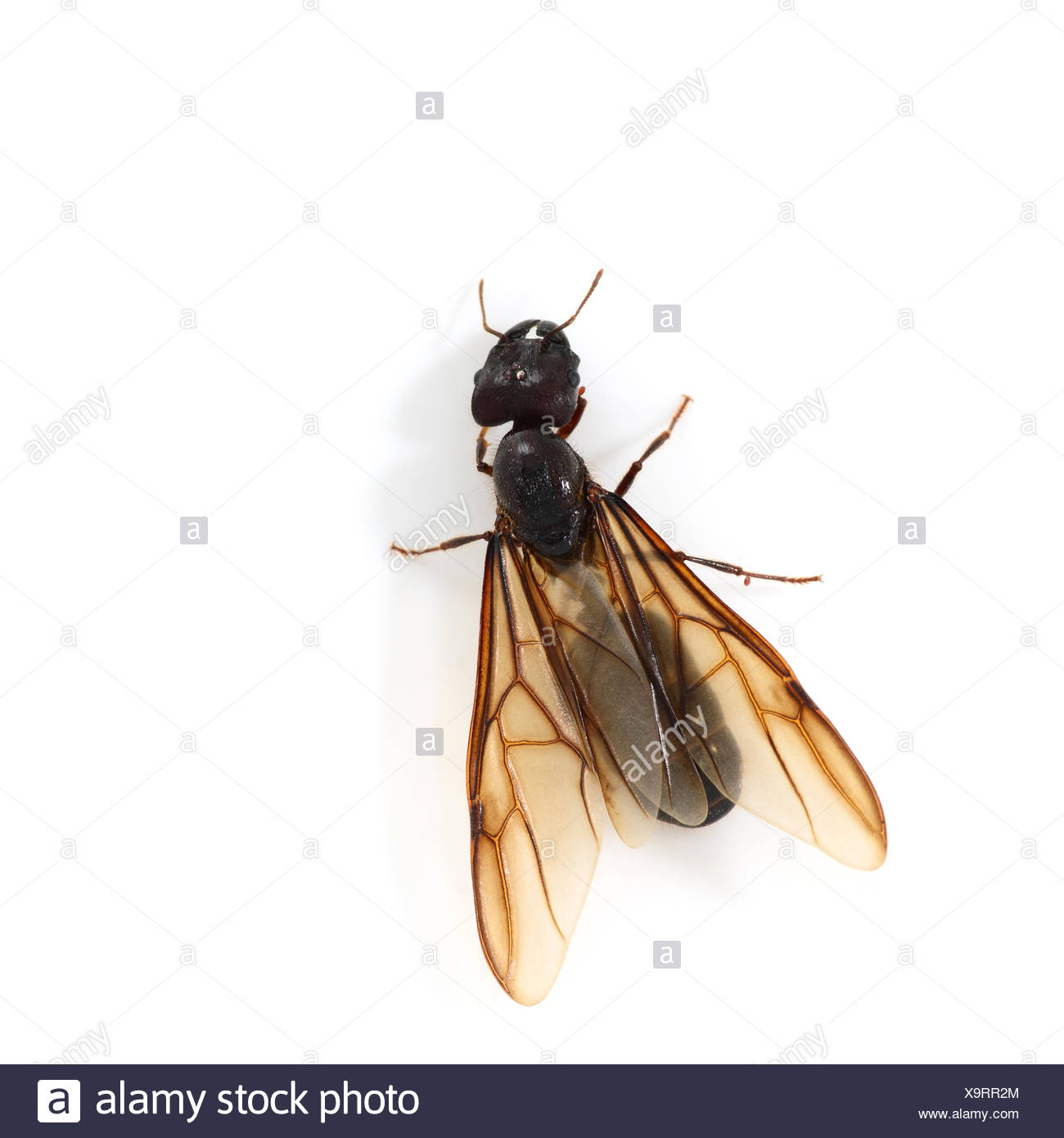 Black Ants Queen Stock Photos & Black Ants Queen Stock Images - Alamy