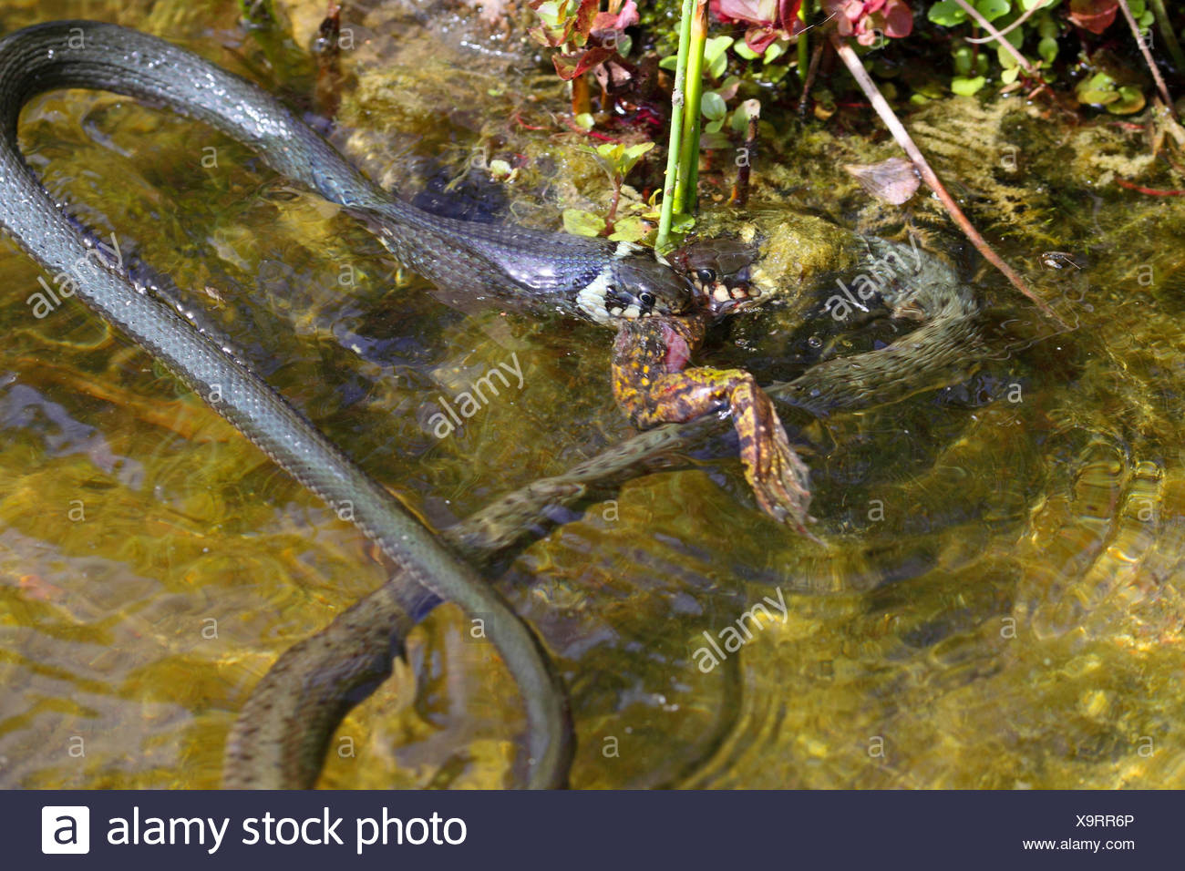 Two Snakes Fighting For A Frog High Resolution Stock Photography and ...