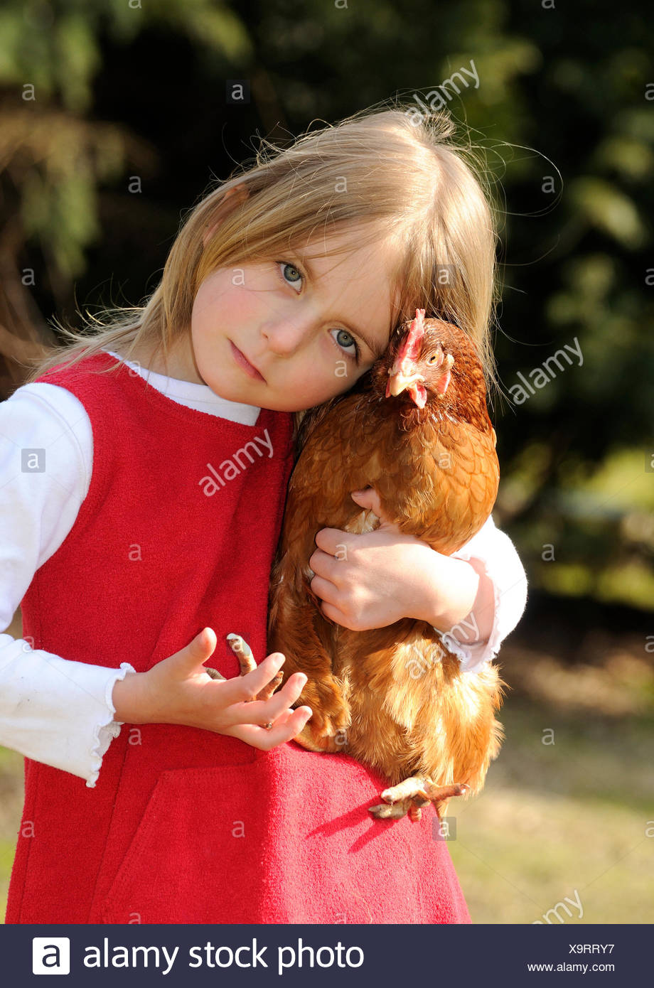 Little Red Hen High Resolution Stock Photography and Images - Alamy