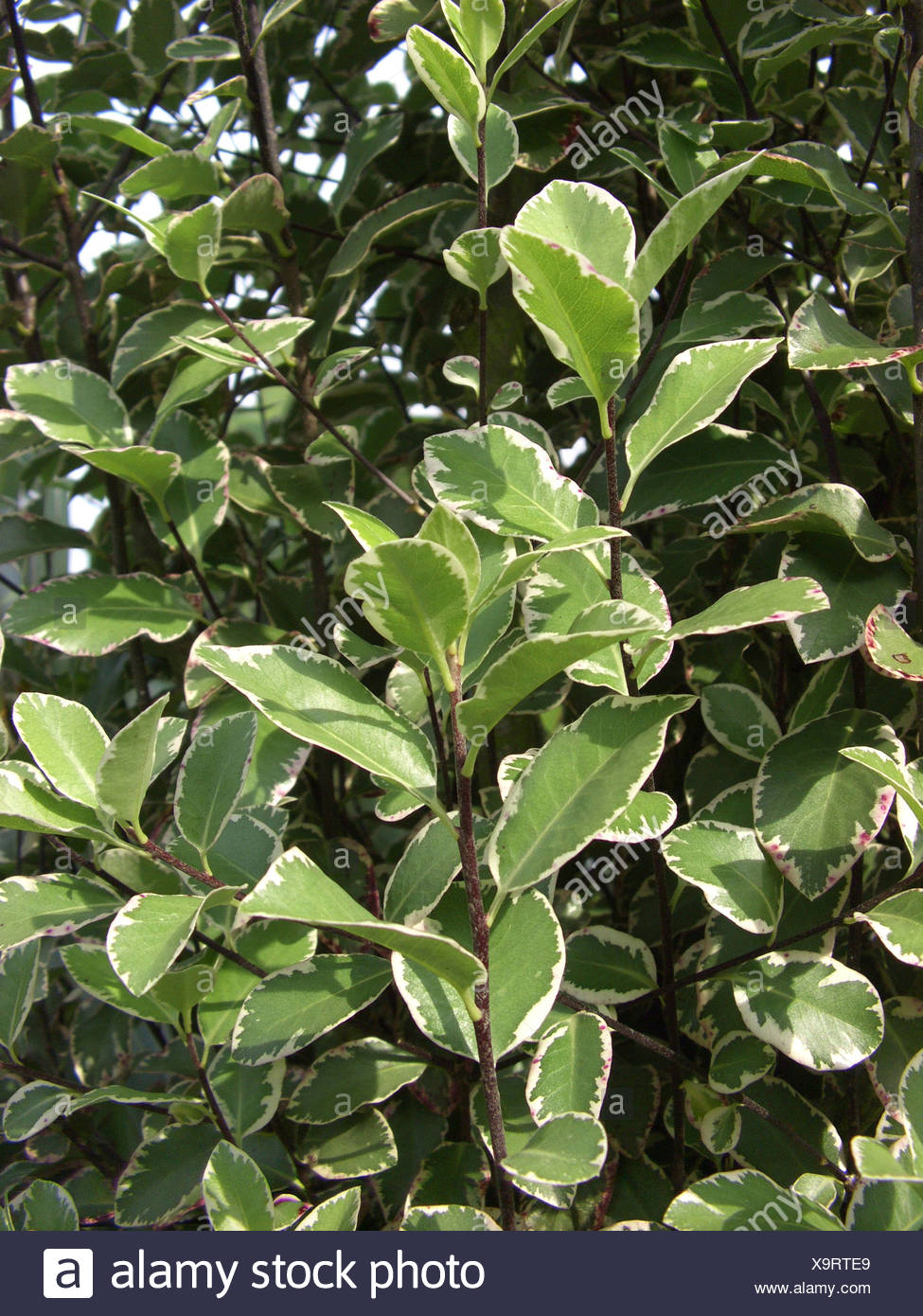 Black Matipo High Resolution Stock Photography and Images - Alamy