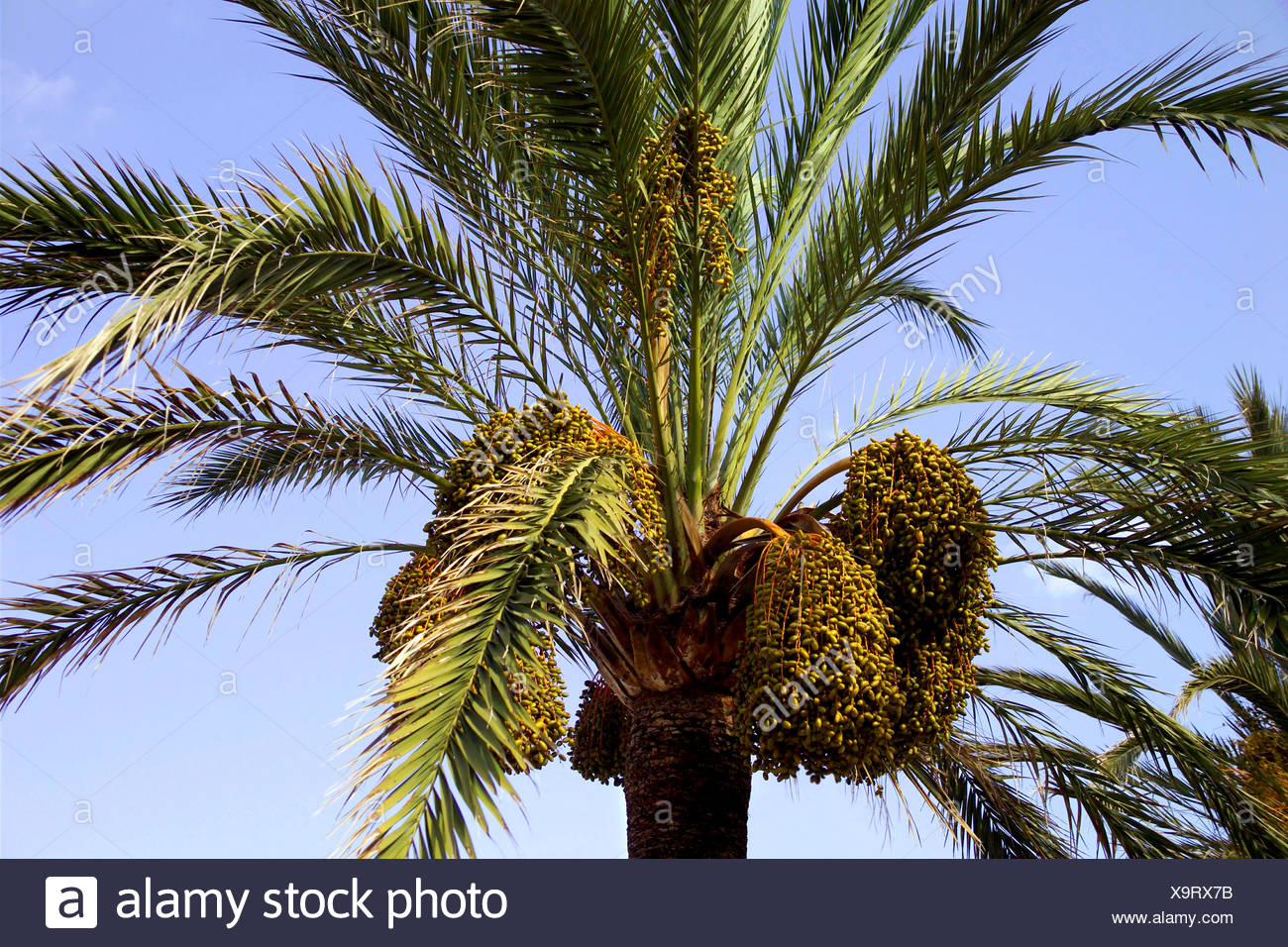 Phoenix Dactylifera Dattelpalme High Resolution Stock Photography and ...