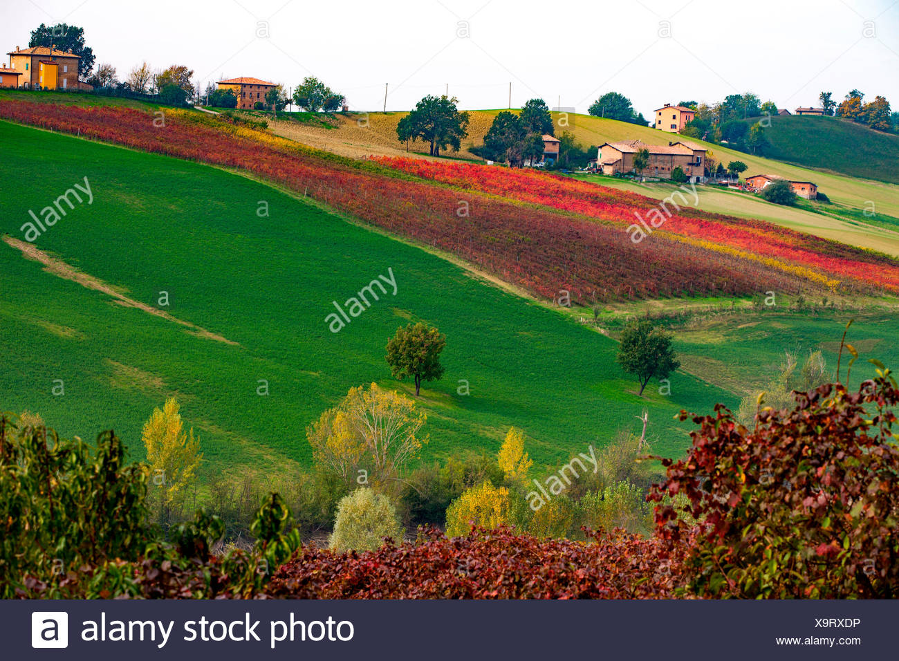 Sorbara High Resolution Stock Photography and Images - Alamy