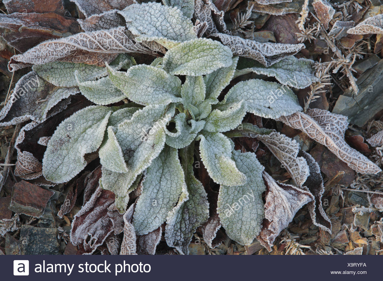 Rosette Foxglove Leaves Digitalis Purpurea Stock Photos & Rosette ...