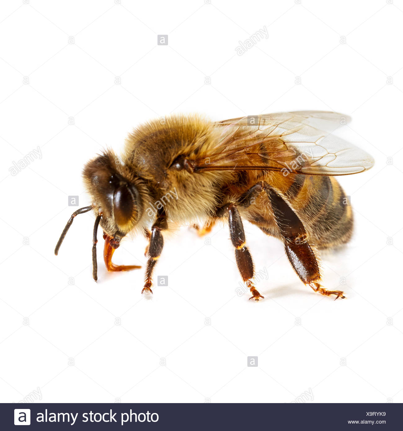 Honey Bee Side View High Resolution Stock Photography and Images - Alamy