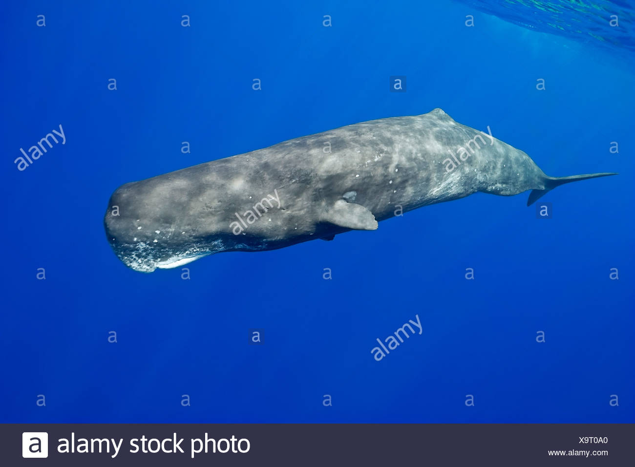 Sperm Whale Physeter Macrocephalus Physeteridae Mammalia High Resolution Stock Photography and ...