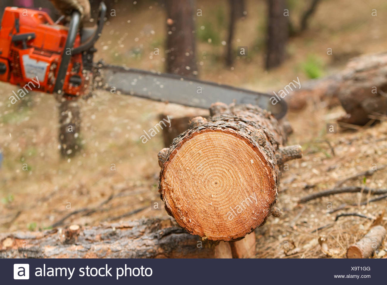 Faller Tree High Resolution Stock Photography and Images - Alamy