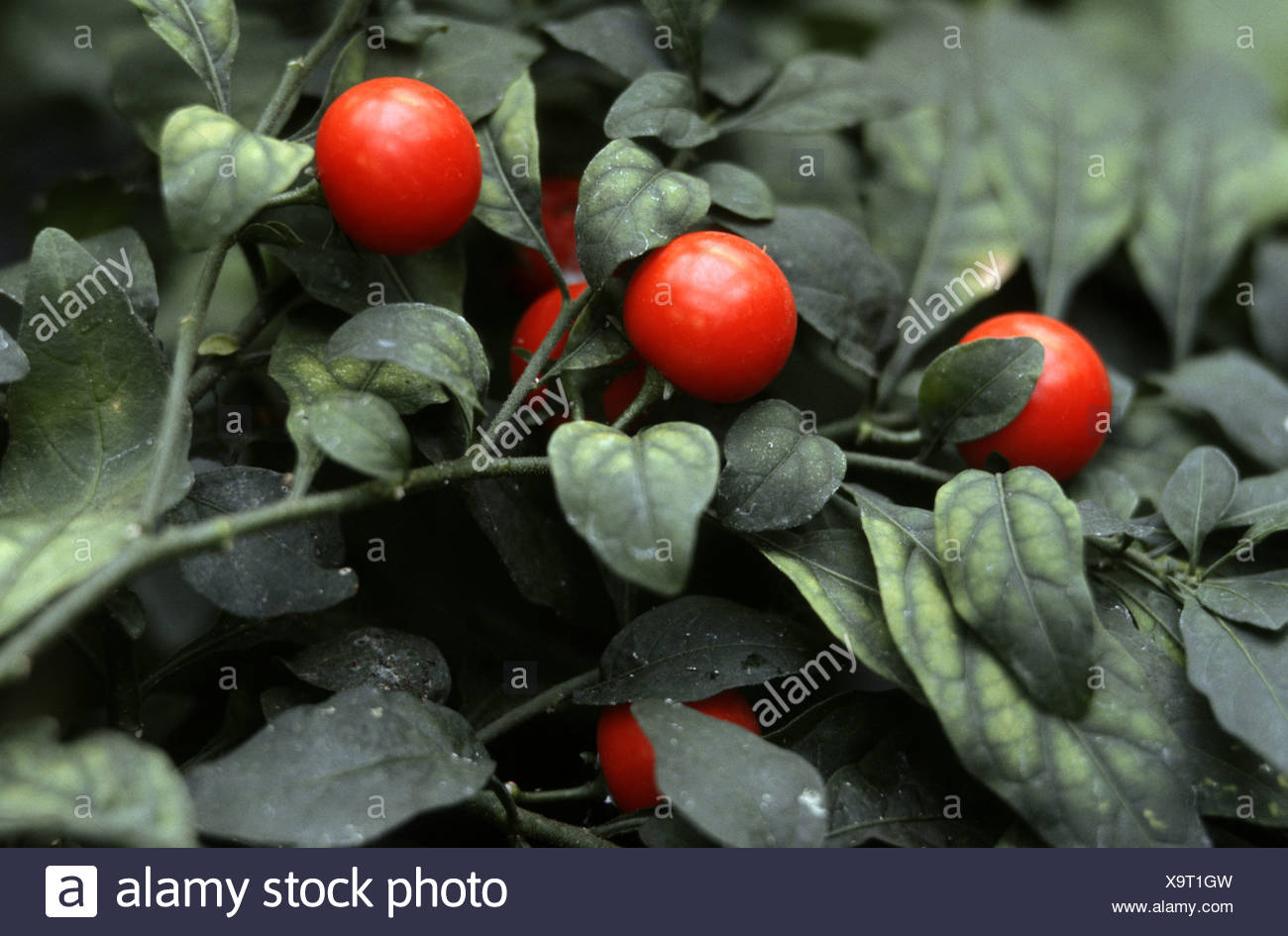 Jerusalem Cherry Solanum Pseudo Capsicum High Resolution Stock ...