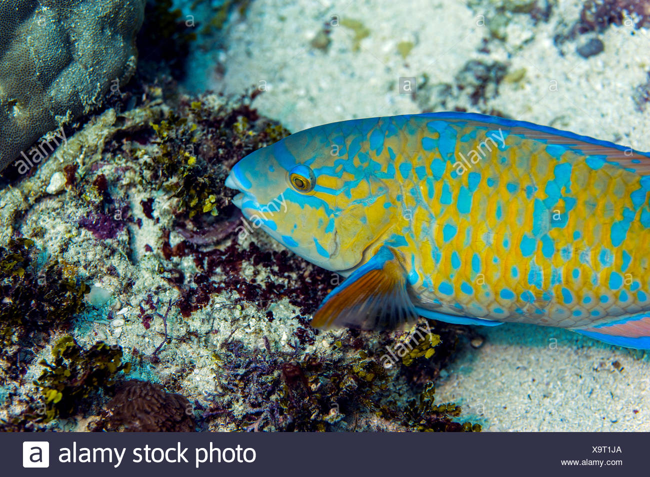 Parrotfish Eating High Resolution Stock Photography and Images - Alamy