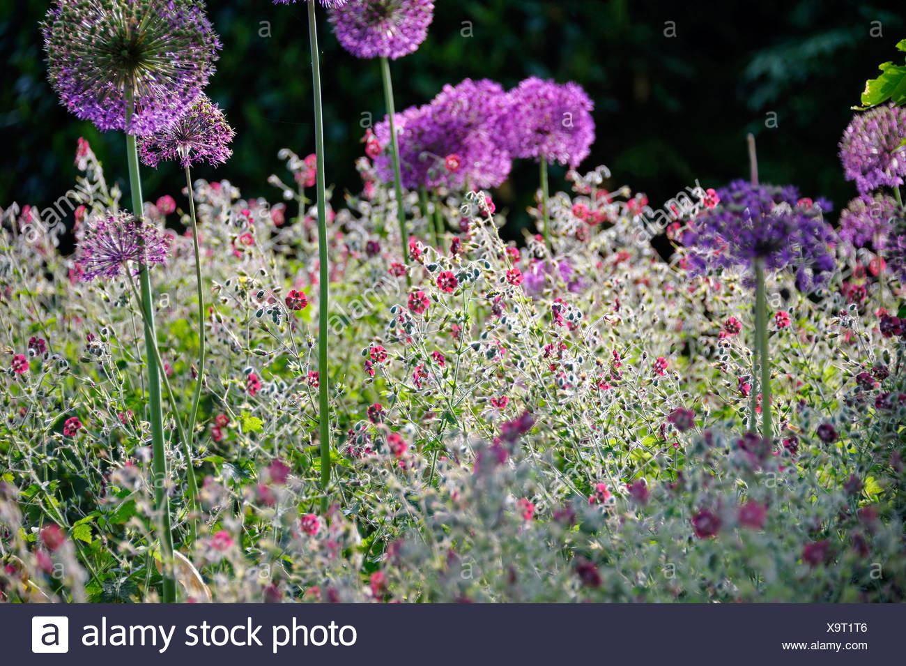 Geranium Phaeum High Resolution Stock Photography and Images - Alamy