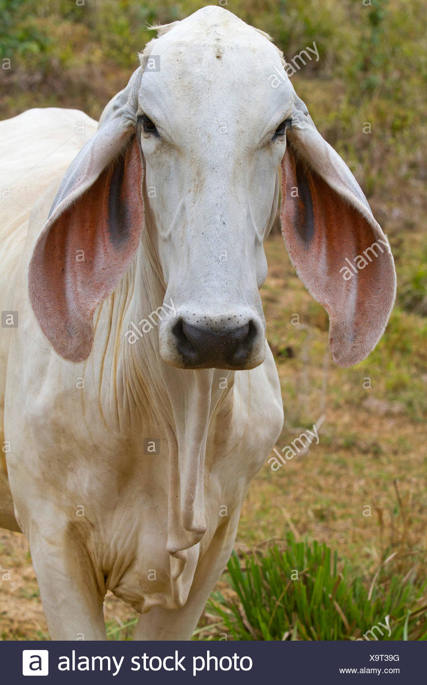 Bos Indicus Stock Photos & Bos Indicus Stock Images - Alamy
