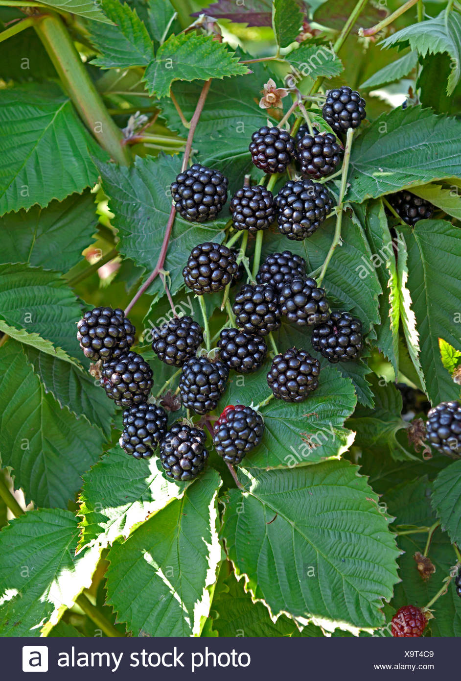 Bramble Bush Stock Photos & Bramble Bush Stock Images - Alamy