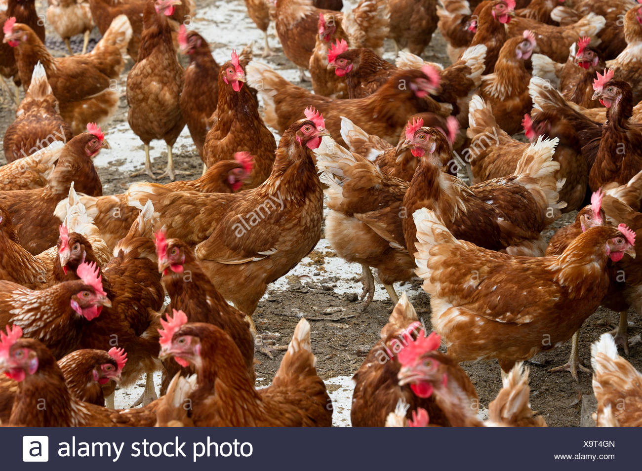 Poultry Husbandry High Resolution Stock Photography and Images - Alamy