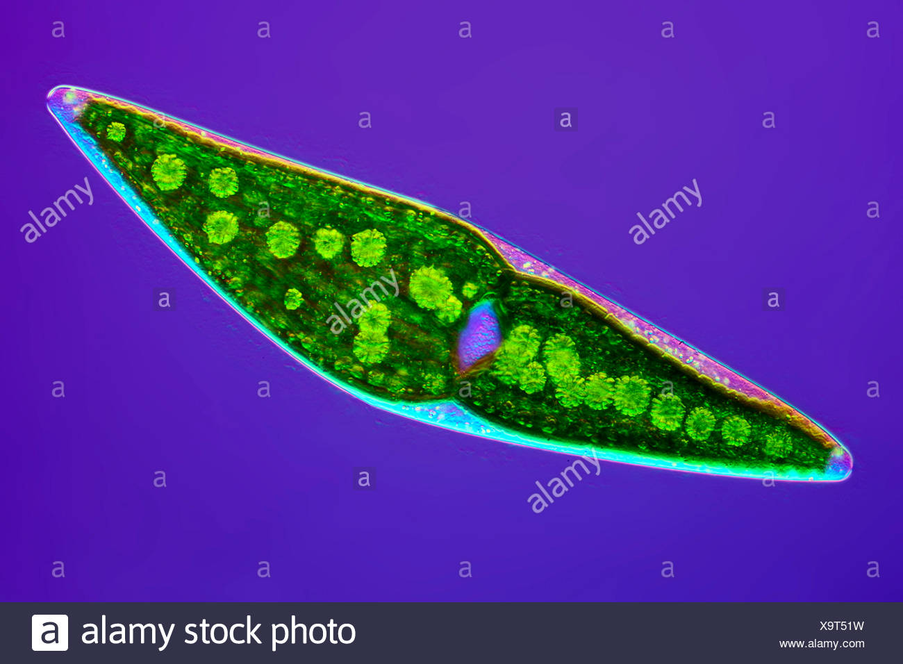 Closterium High Resolution Stock Photography and Images - Alamy