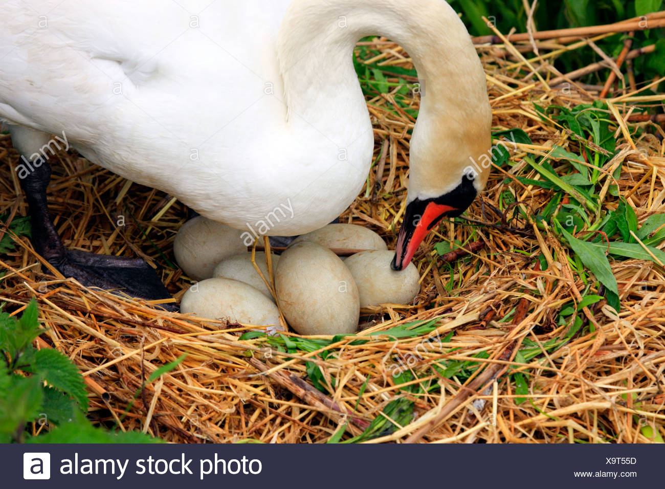 Mute Swan Nest Eggs High Resolution Stock Photography and Images - Alamy Mute Swan Nest Eggs High Resolution Stock Photography and Images - Alamy