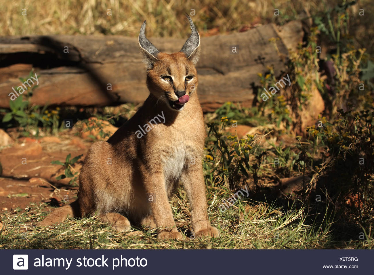 Caracal Portrait Felis Caracal High Resolution Stock Photography and ...
