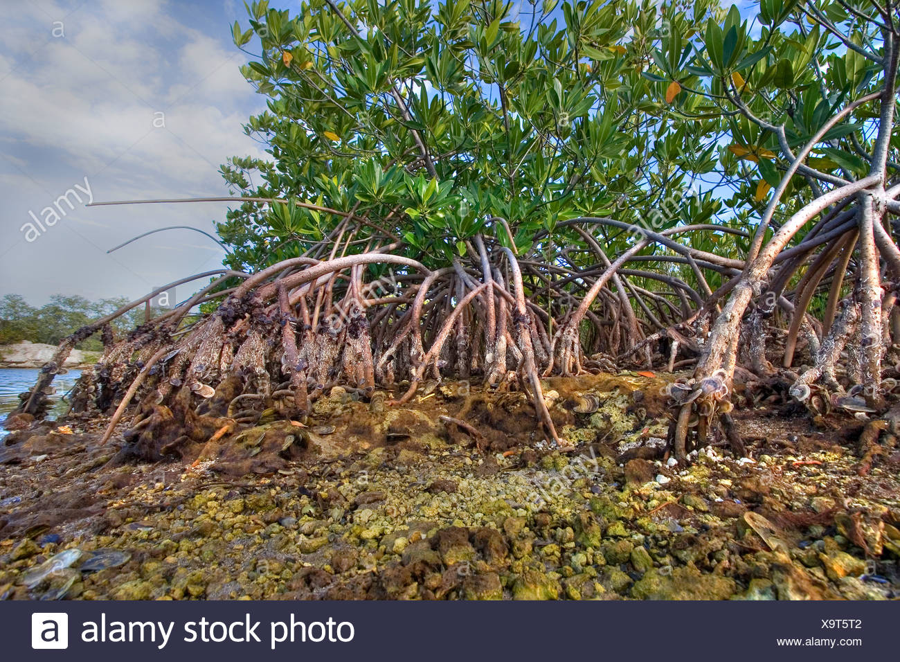 Swamp Red Mangrove Rhizophora Mangle High Resolution Stock Photography ...