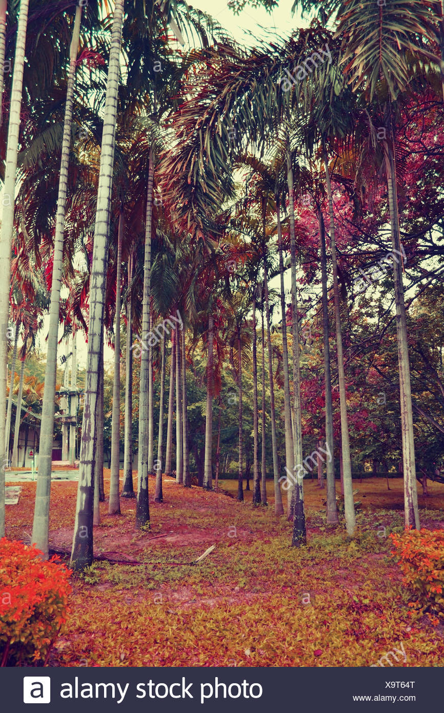 Betel Nut Tree High Resolution Stock Photography and Images - Alamy