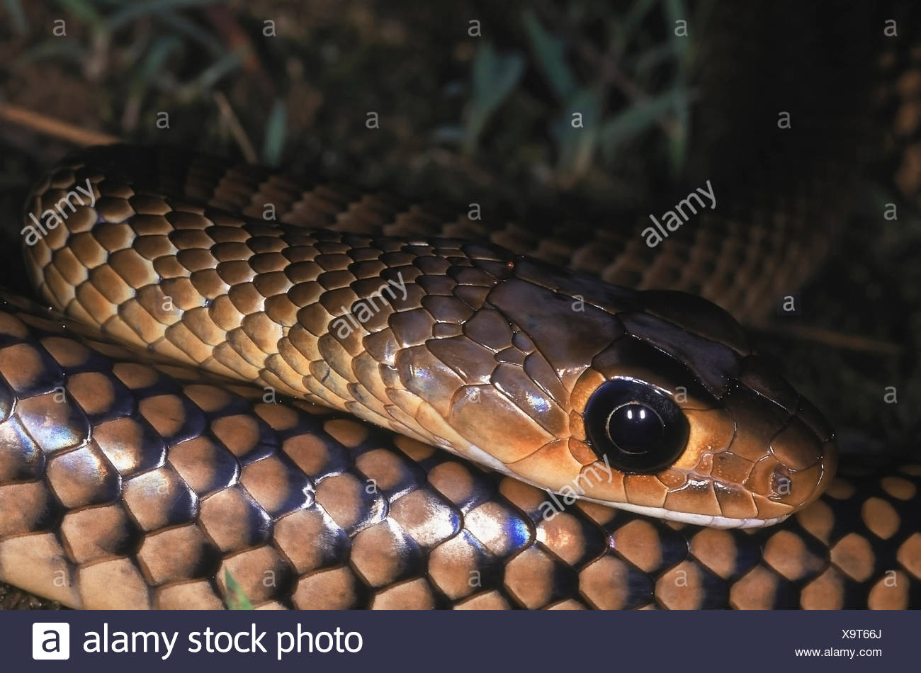 Indo Chinese Rat Snake High Resolution Stock Photography and Images - Alamy