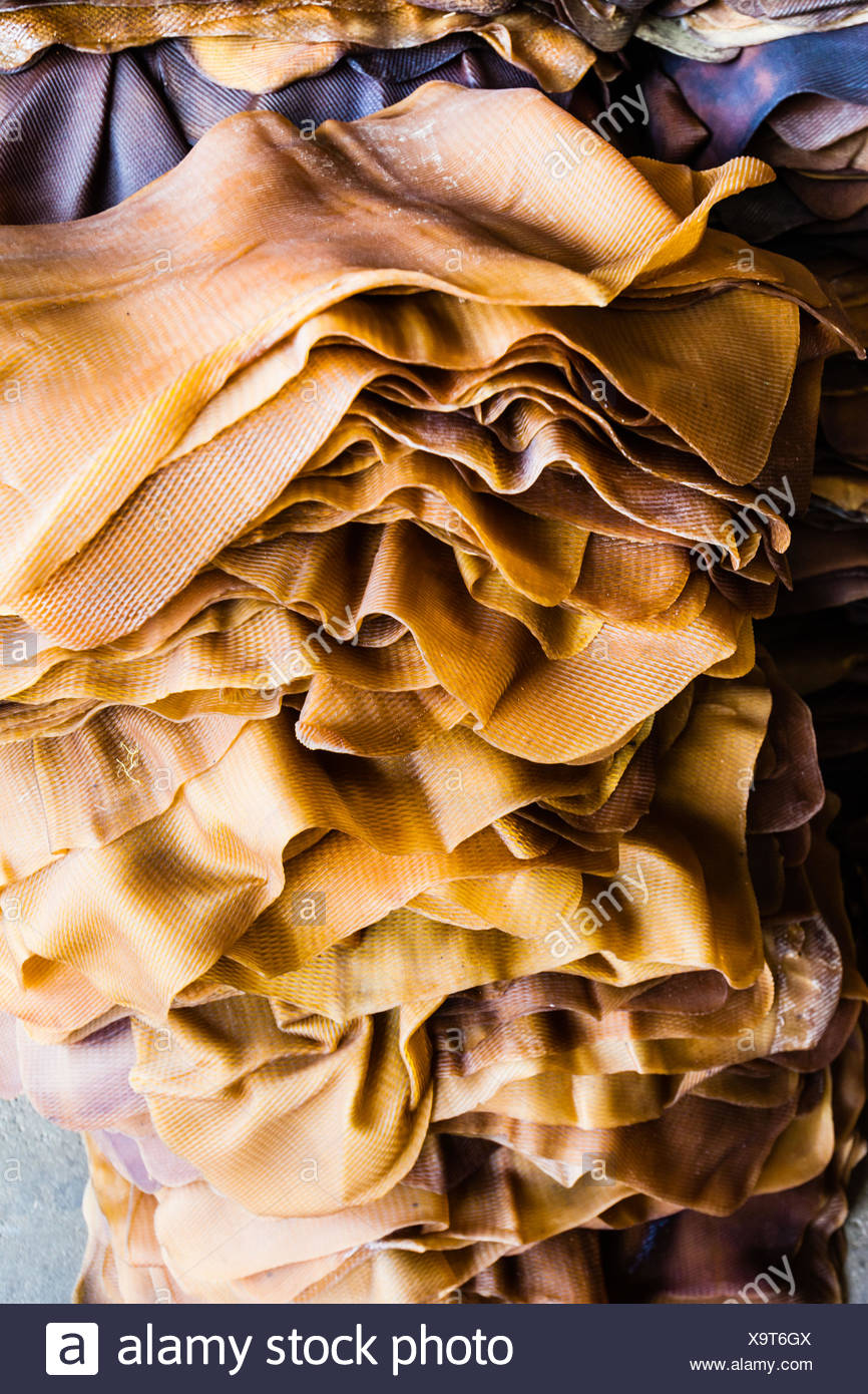 Rubber Tree Latex High Resolution Stock Photography and Images - Alamy