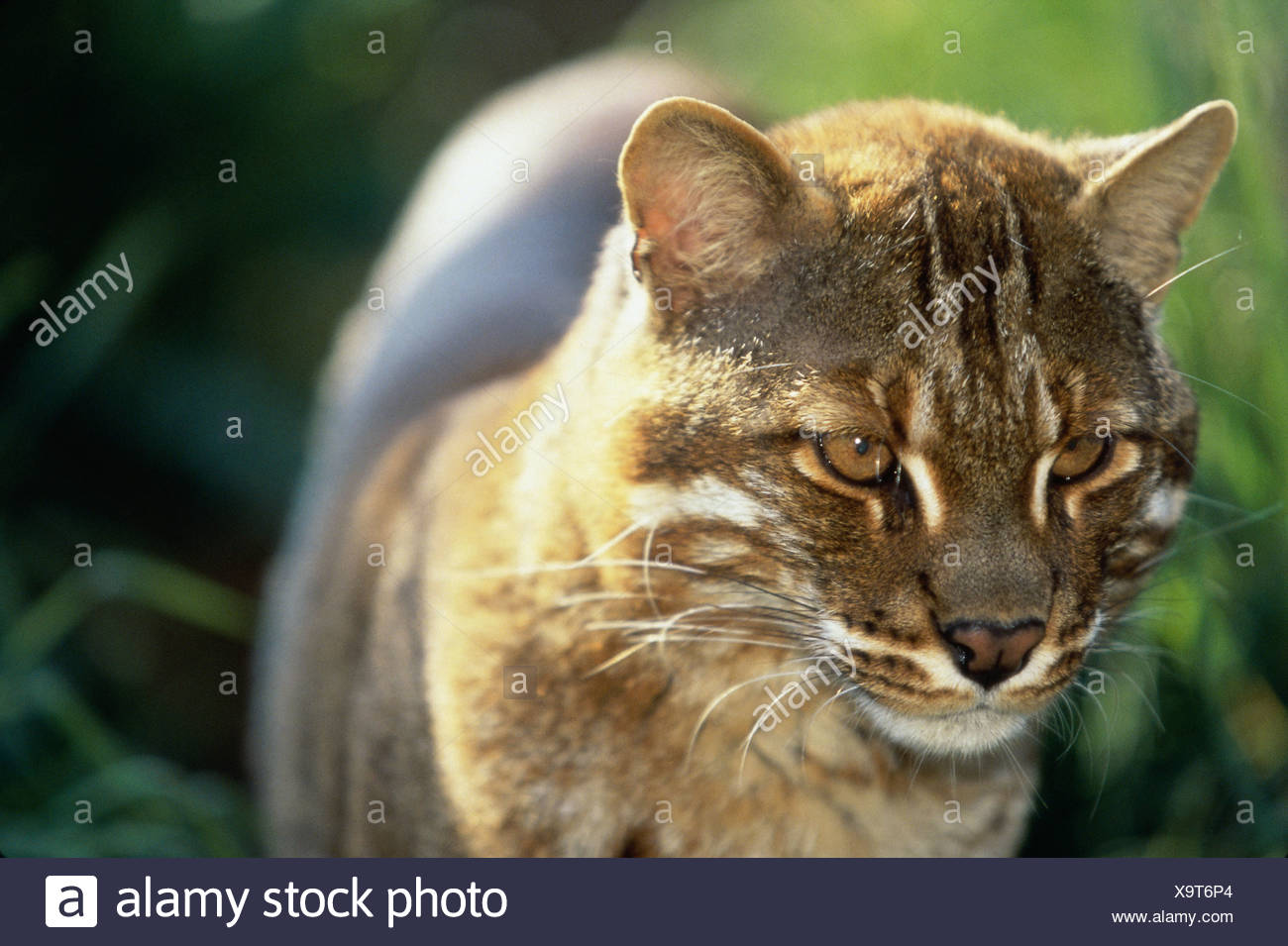 Asiatic Golden Cat High Resolution Stock Photography and Images - Alamy